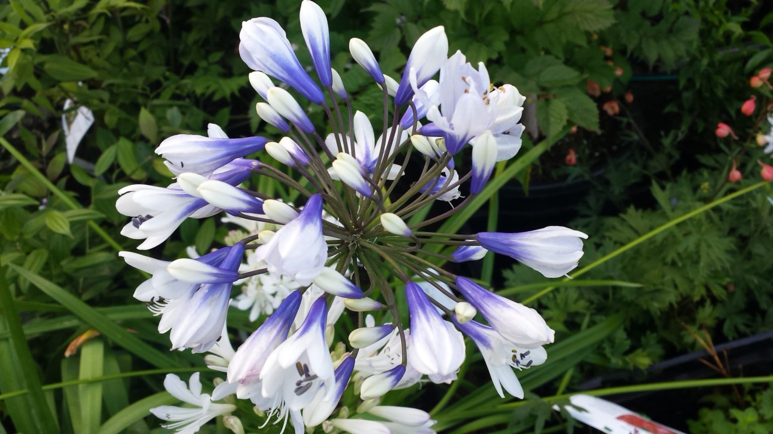 XTwister ® – Pépinières Mesniloises